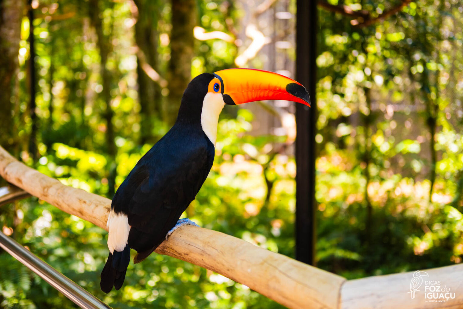 Parque das Aves: Como é o passeio, dicas e informações - Dicas Foz do ...