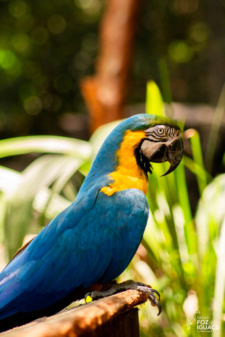 Parque das Aves: Como é o passeio, dicas e informações - Dicas Foz do ...