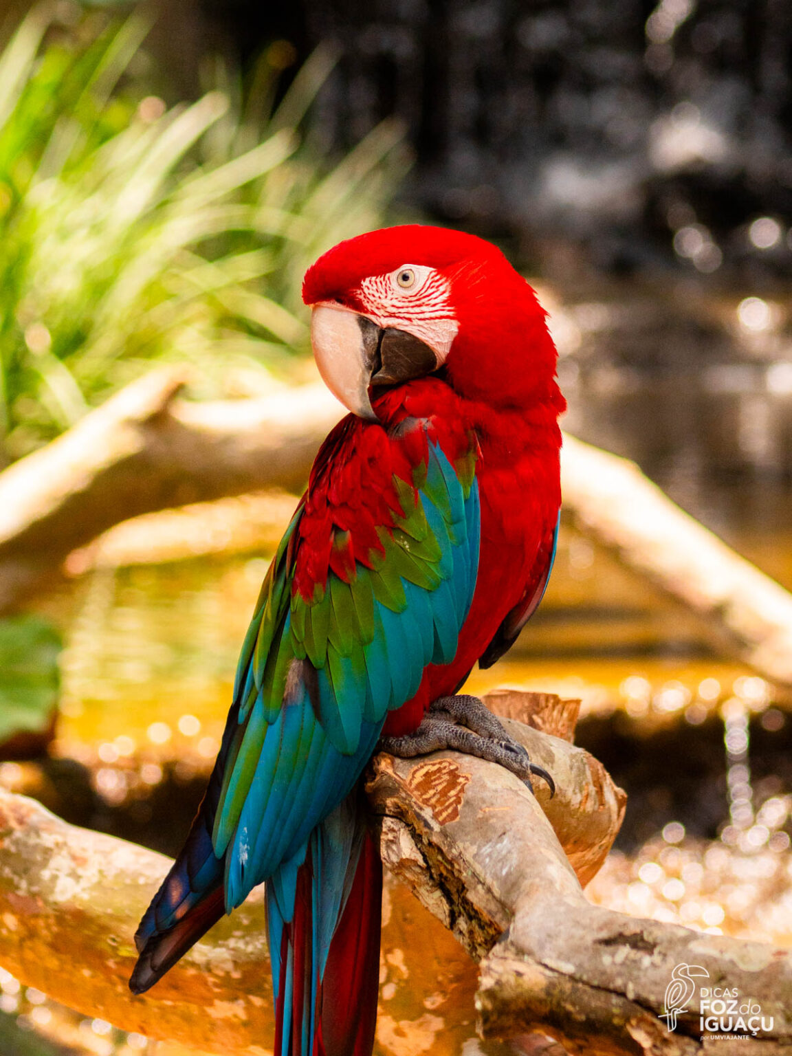 Parque das Aves: Como é o passeio, dicas e informações - Dicas Foz do ...